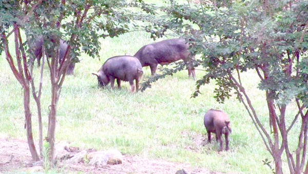 Wild hogs invade Hogback Mountain | The Tryon Daily Bulletin
