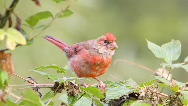 Molting cardinals surprise some bird enthusiasts - The Tryon Daily ...