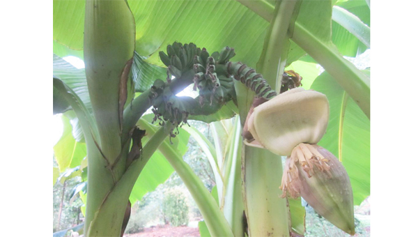 Drew experiences success growing musa banana plant in Polk County - The ...