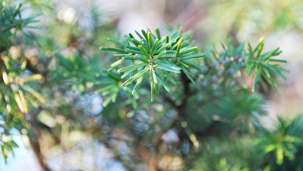 Polk County’s “Most Wanted Plants” – Carolina hemlock | The Tryon Daily ...