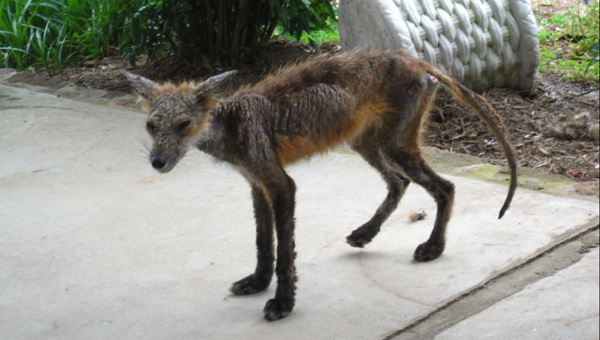 Sick Red Fox spotted in Landrum - The Tryon Daily Bulletin | The Tryon ...