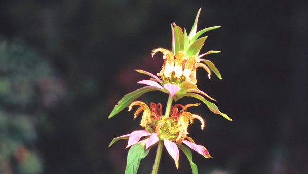 Polk County’s Most Wanted—Plant - The Tryon Daily Bulletin | The Tryon ...