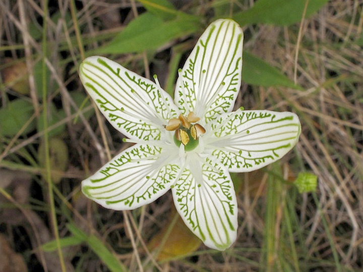 Polk County’s Most Wanted—Plant | The Tryon Daily Bulletin