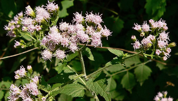 Polk County’s Most Wanted—Plant | The Tryon Daily Bulletin