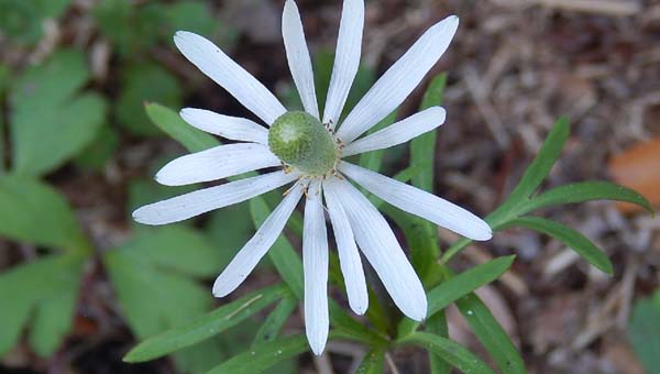 Polk County’s Most Wanted — Plant | The Tryon Daily Bulletin