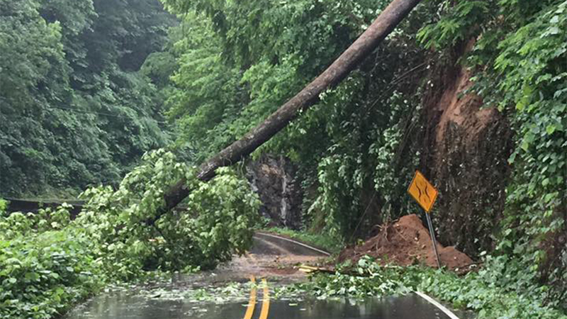 Rain causes tree slide | The Tryon Daily Bulletin
