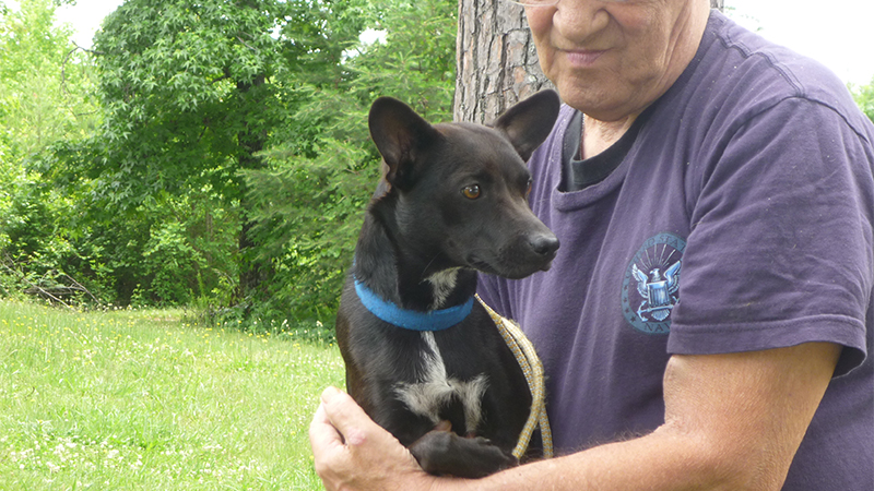 Special Cases: Sweet stray Katie can’t help her circumstances - The ...