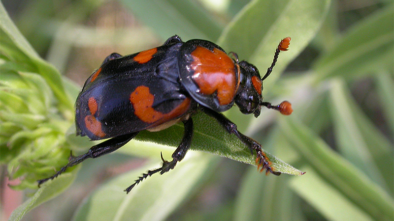 Polk County’s Most Wanted — Animal | The Tryon Daily Bulletin