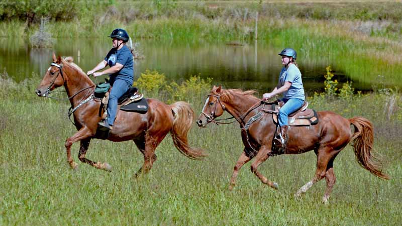 Results of the Windridge Farm Fall Hunter Pace, Series Standings | The ...