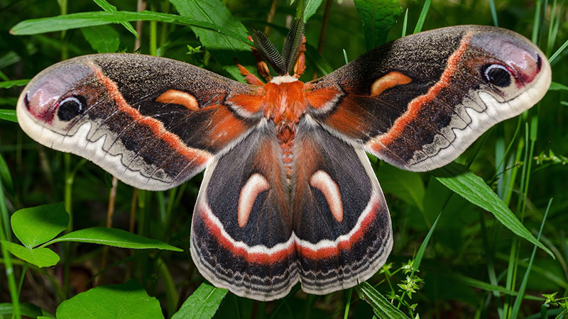 Polk County’s Most Wanted — Animal - The Tryon Daily Bulletin | The ...