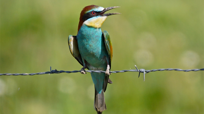 International bird guide to present at FENCE | The Tryon Daily Bulletin