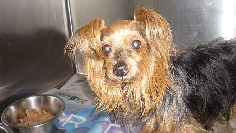 Leonard Rizzo, Author at The Tryon Daily Bulletin - Page 9 of 40 | The ...