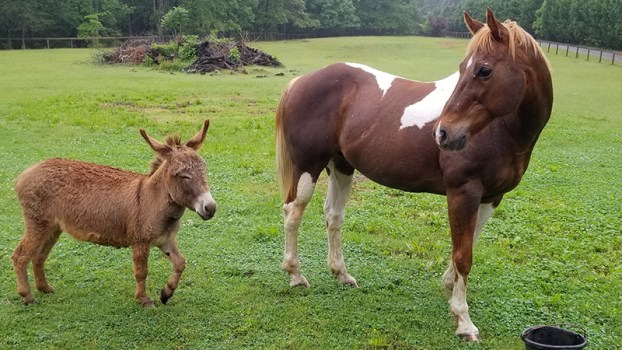 Pebbles: Love, the second time around - The Tryon Daily Bulletin | The ...