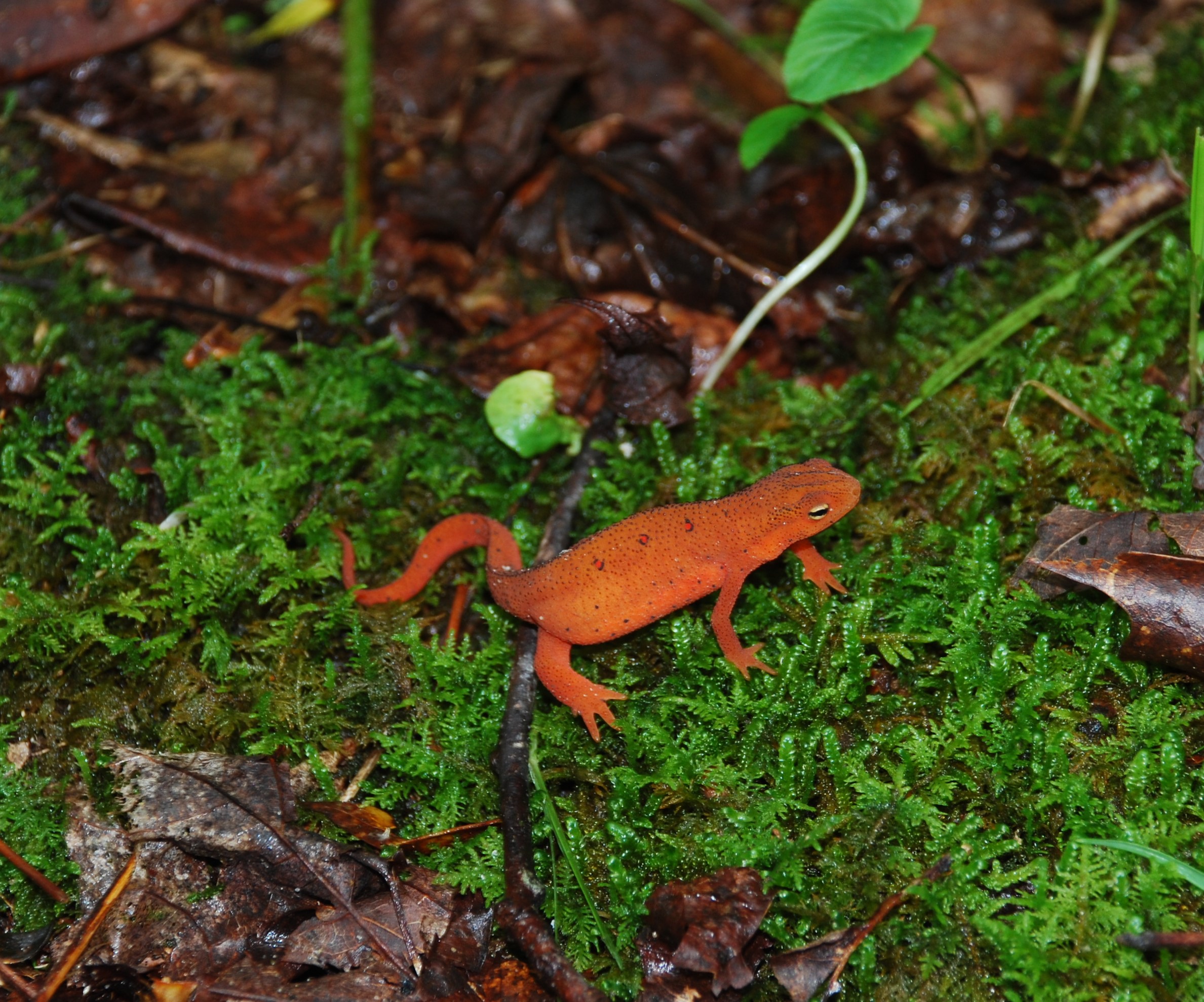 Tim Lee to give Salamanders of the Southern Appalachian presentation at ...
