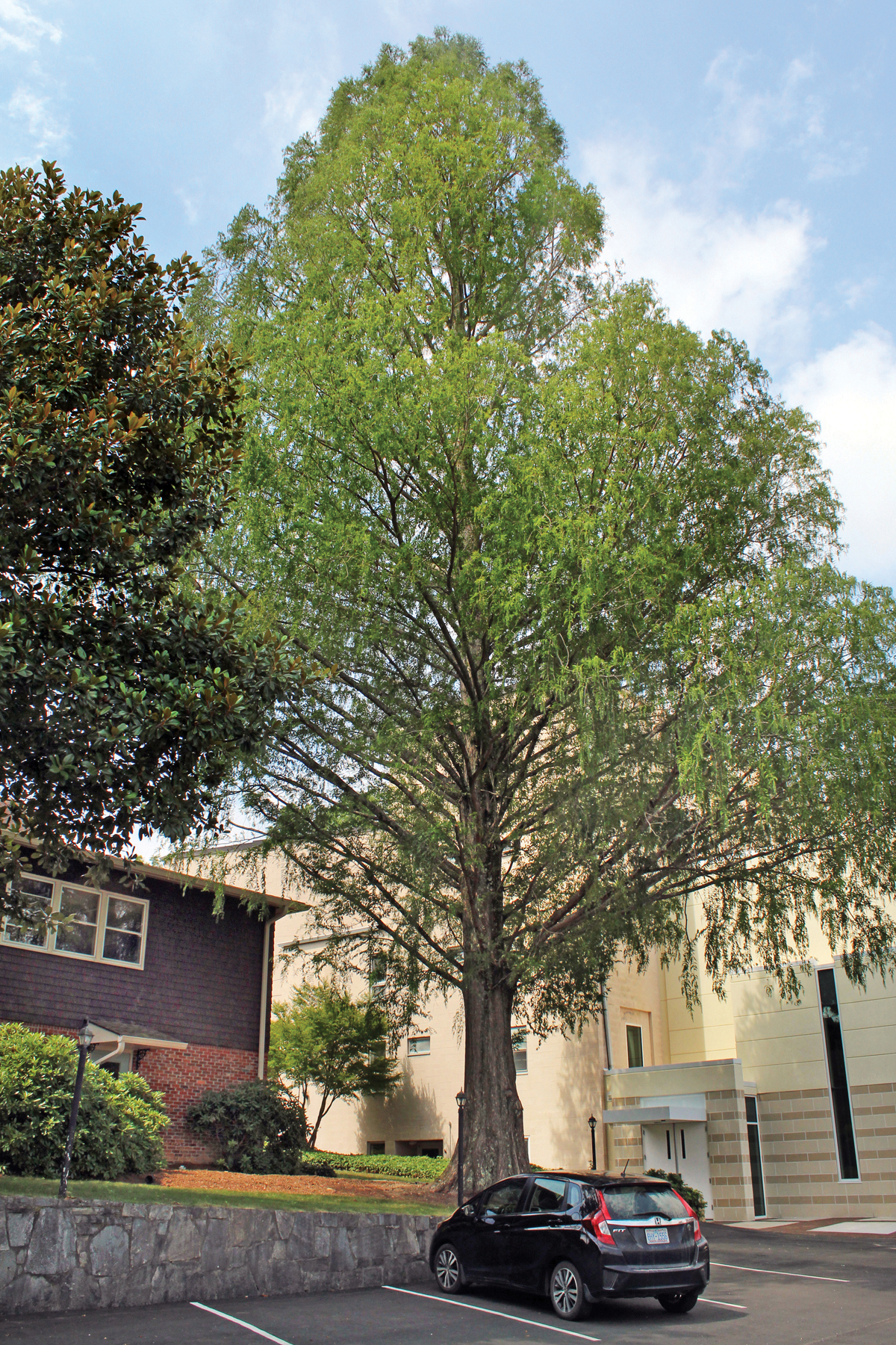 The Mesozoic Treasure Tree of Lanier Library | The Tryon Daily Bulletin