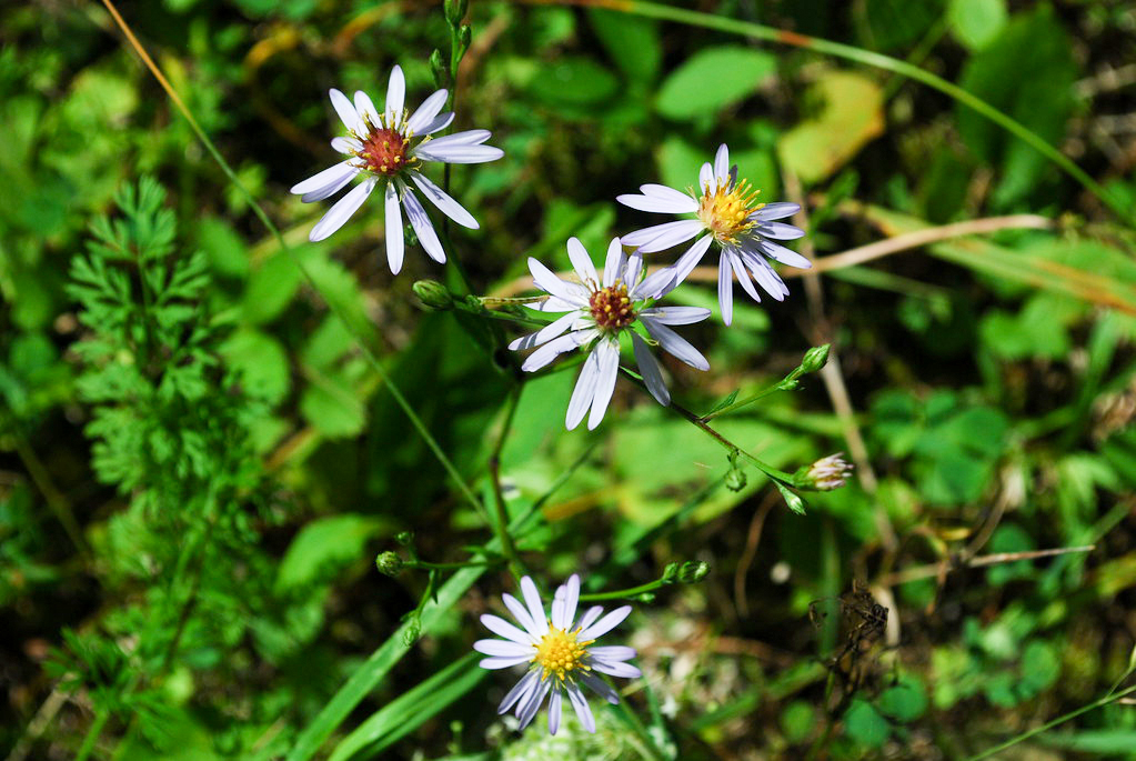 Polk County’s most wanted – Plant! - The Tryon Daily Bulletin | The ...