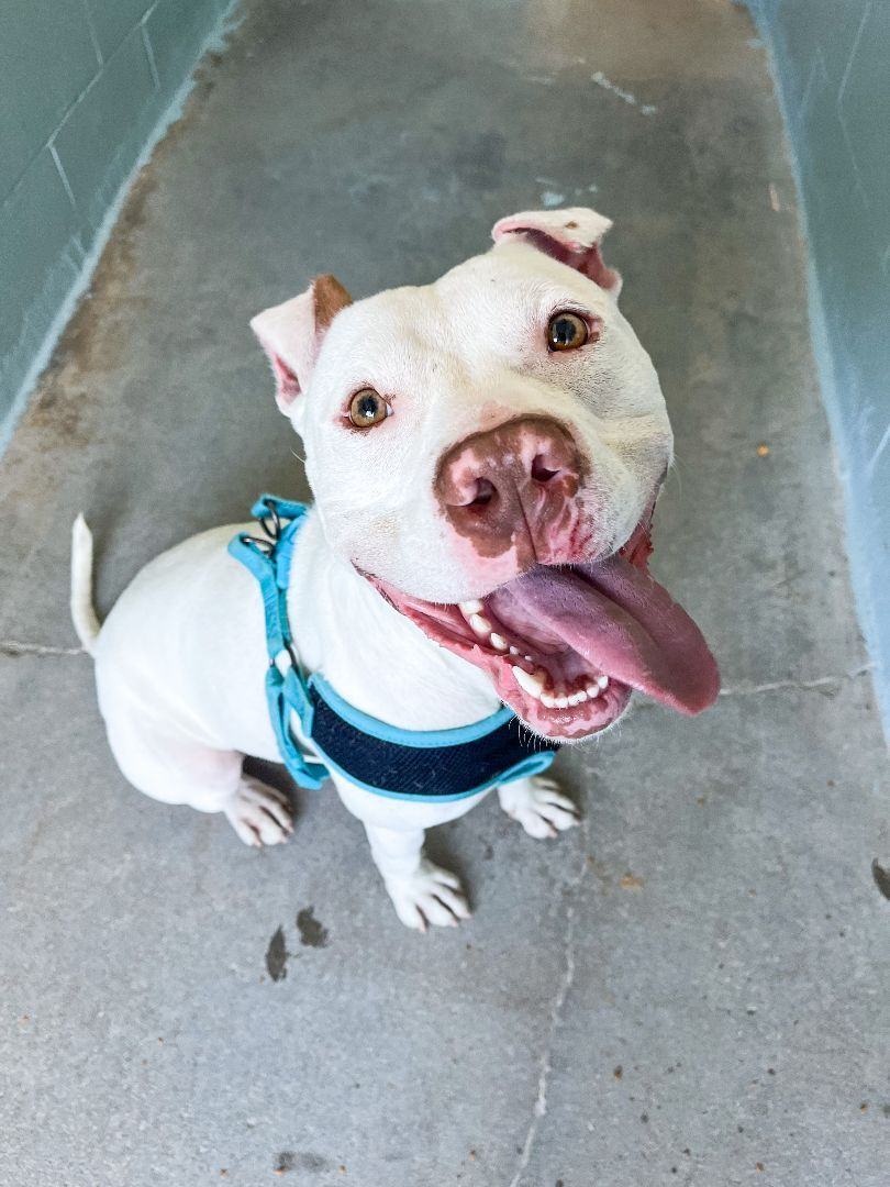 Foothills Humane Society’s Pets of the Week | The Tryon Daily Bulletin