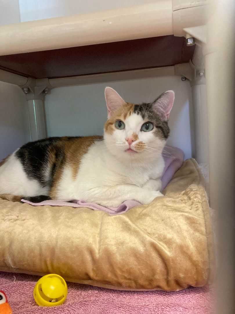 Foothills Humane Society’s Pets of the Week | The Tryon Daily Bulletin