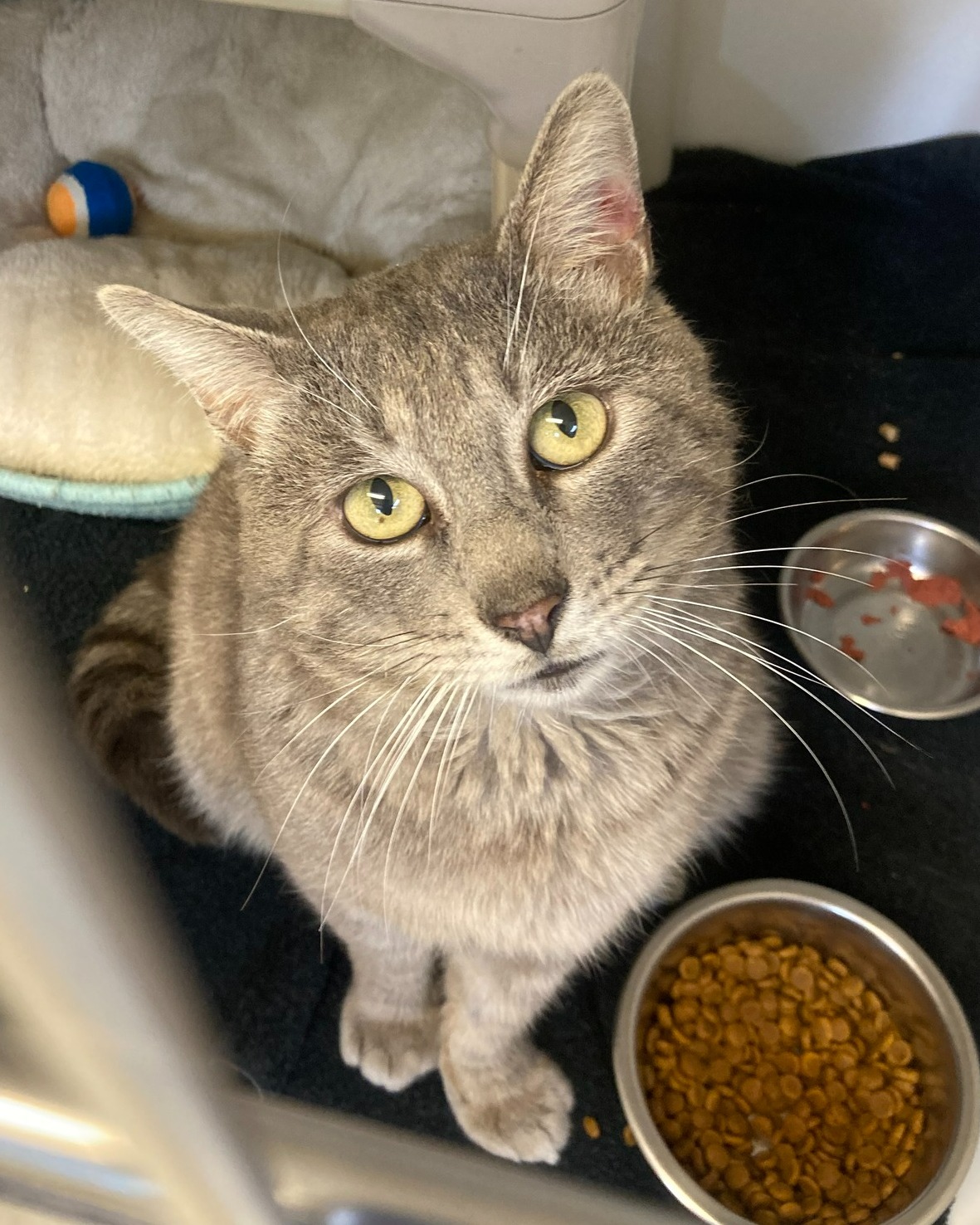 Foothills Humane Society’s Pets of the Week – Lola & Bob Ross | The ...