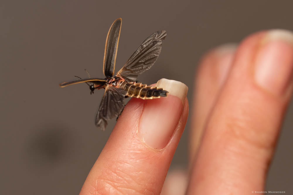 Keeping the firefly magic alive | The Tryon Daily Bulletin