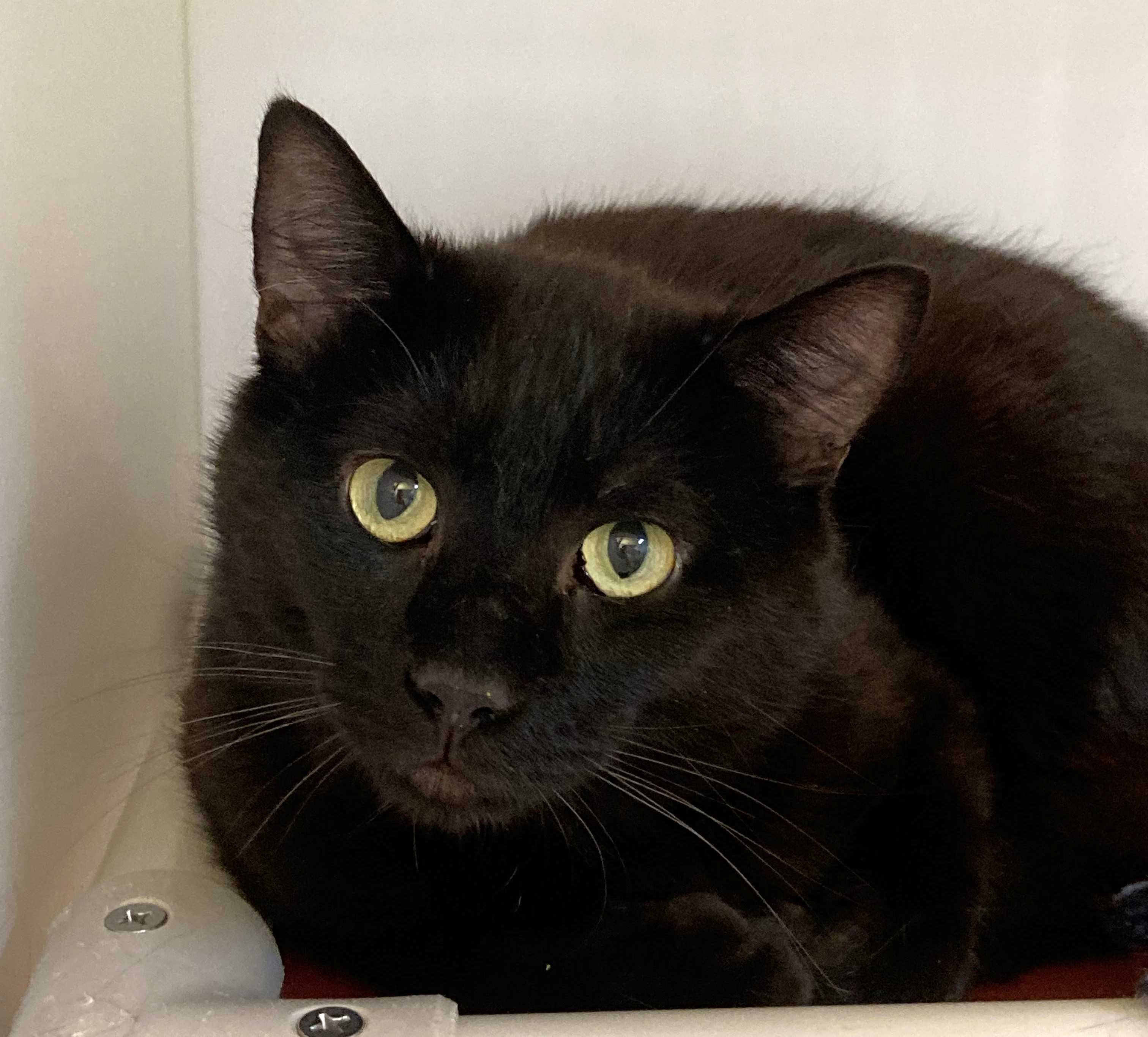 Foothills Humane Society’s Pets of the Week – Josie & Frankie | The ...