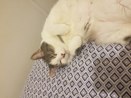 Gene, the sweet Maine Coon - The Tryon Daily Bulletin | The Tryon Daily ...