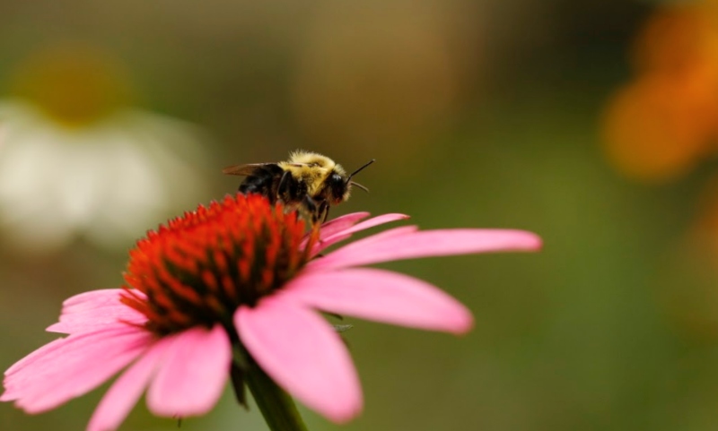 Seminar, beekeeping field day to be held in April | The Tryon Daily ...