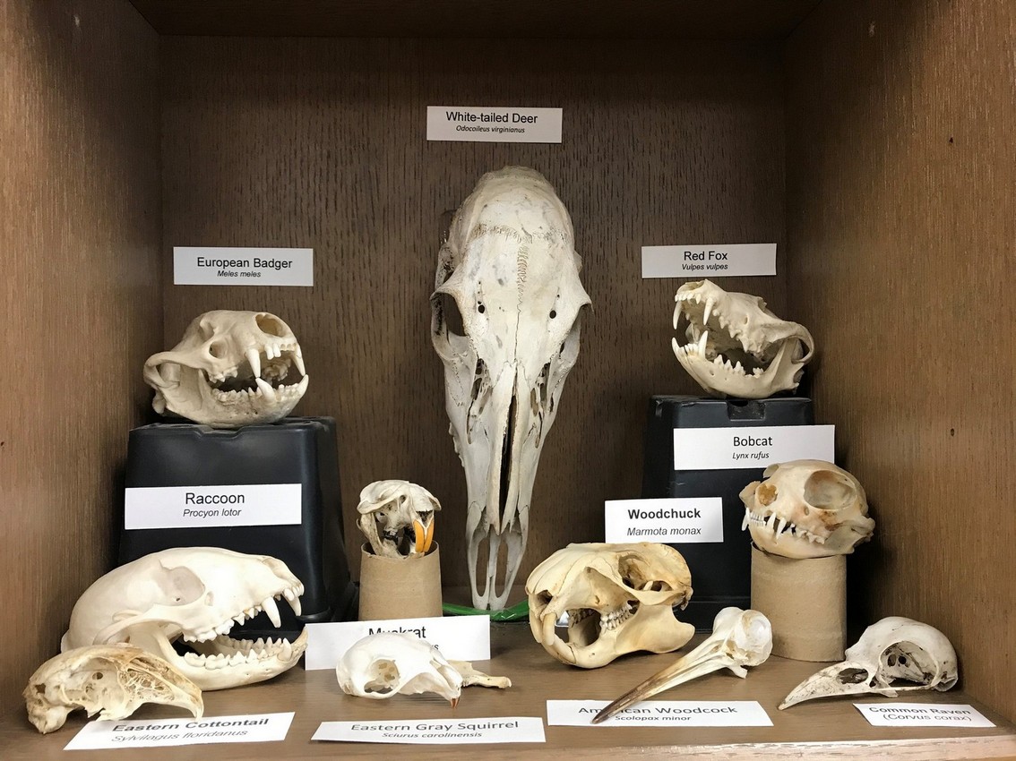 Learn about “Animal Skulls in Our Region and How to Identify Them” at ...