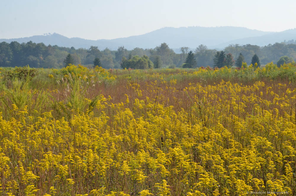 In praise of goldenrod | The Tryon Daily Bulletin